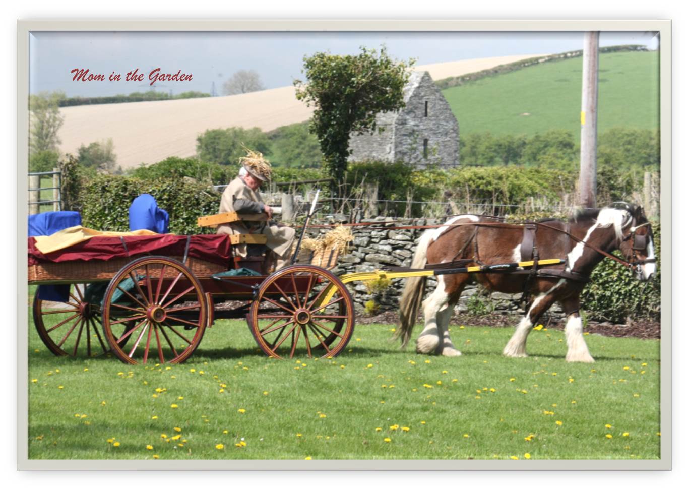 Brian Boru Funeral Carriage | Mom in the Garden