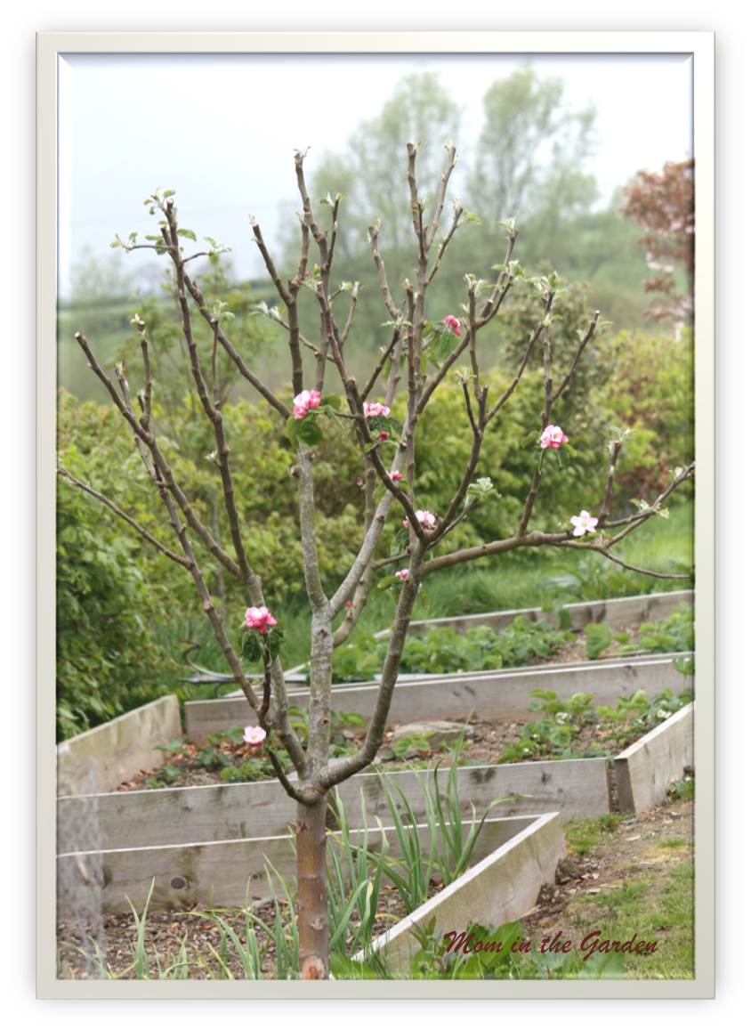 Garden in April Bramley tree | Mom in the Garden
