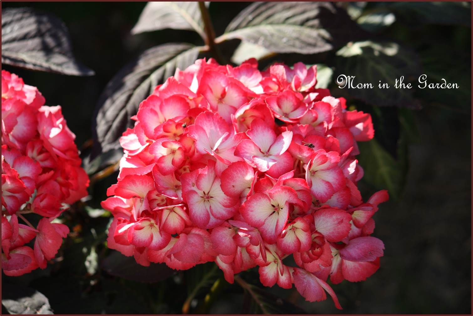 Wordless Wednesday: Hydrangea Selma | Mom in the Garden