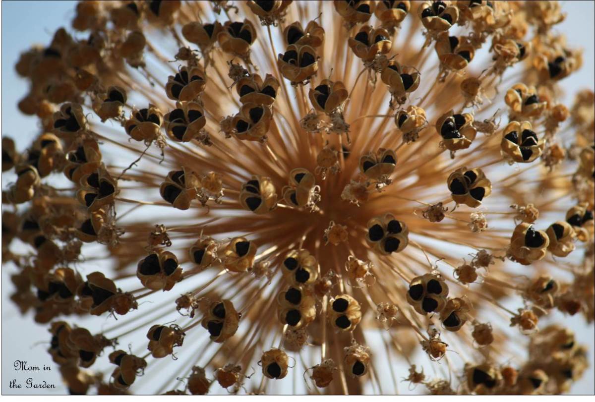Wordless Wednesday – Dried Allium | Mom in the Garden