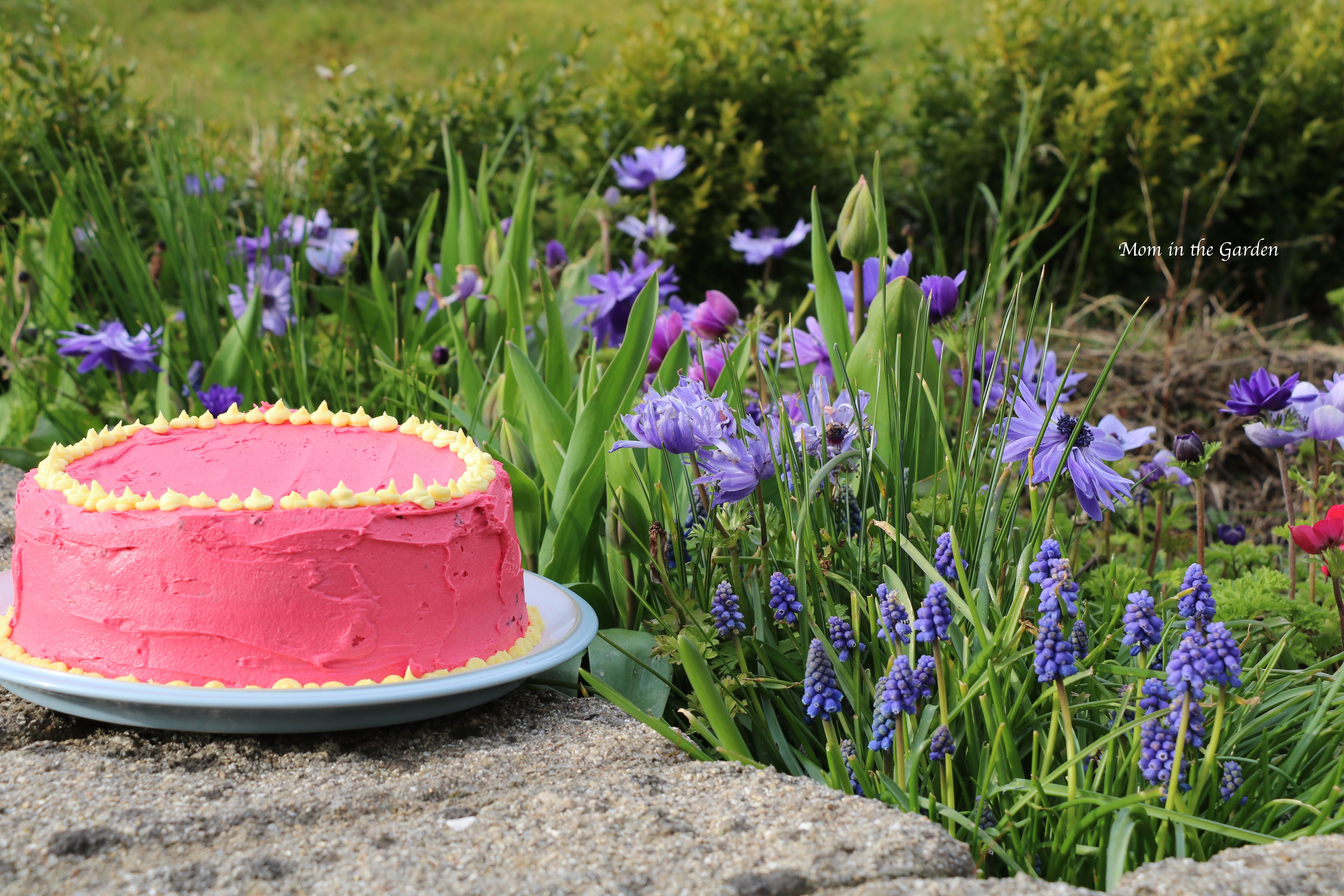 Dark Pink Cake | Mom in the Garden