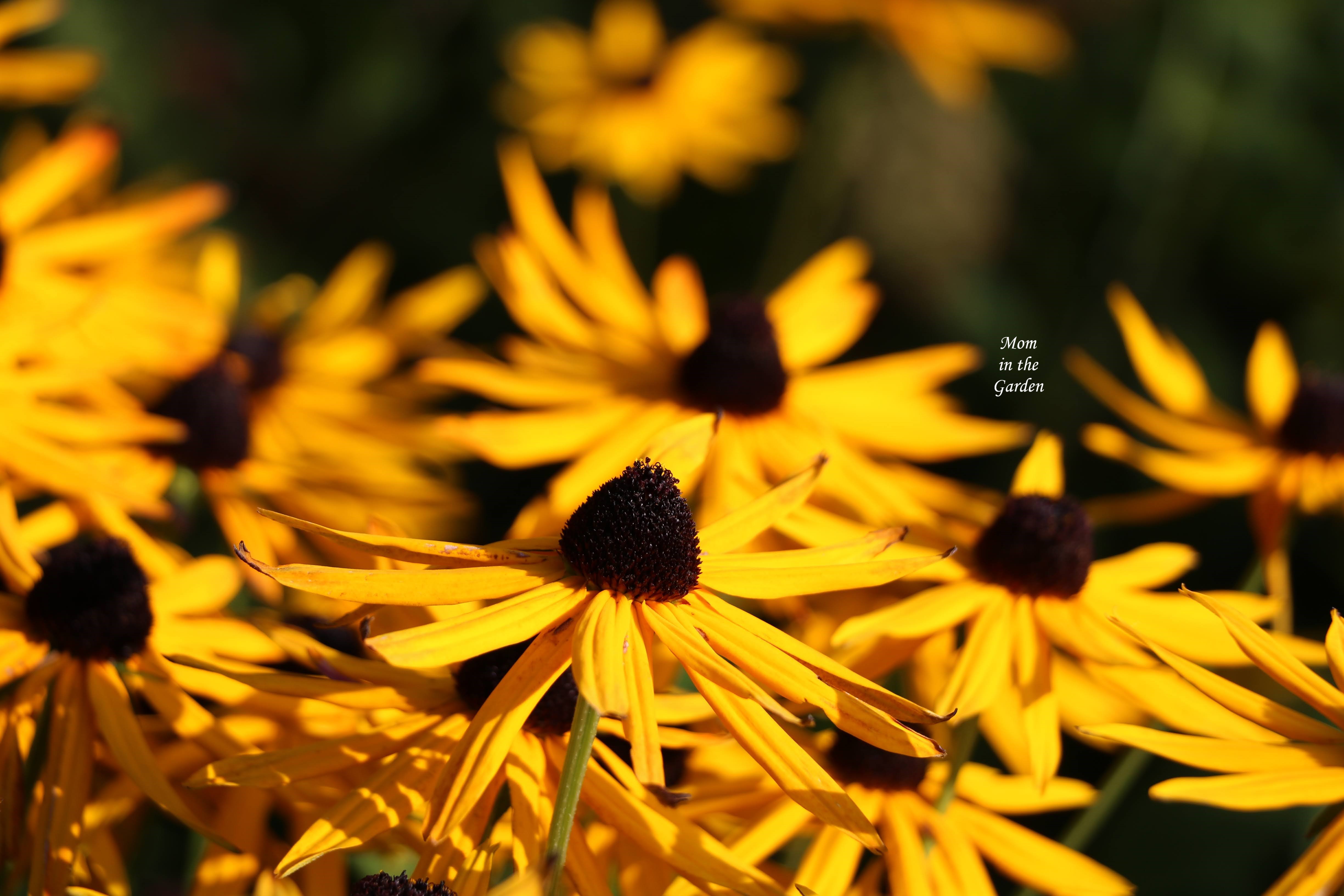 Enjoying Ashford Castle in all its decadent splendor | Mom in the Garden