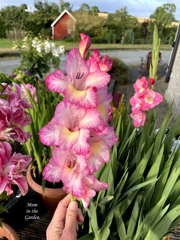Gladiolus Rose Supreme | Mom in the Garden