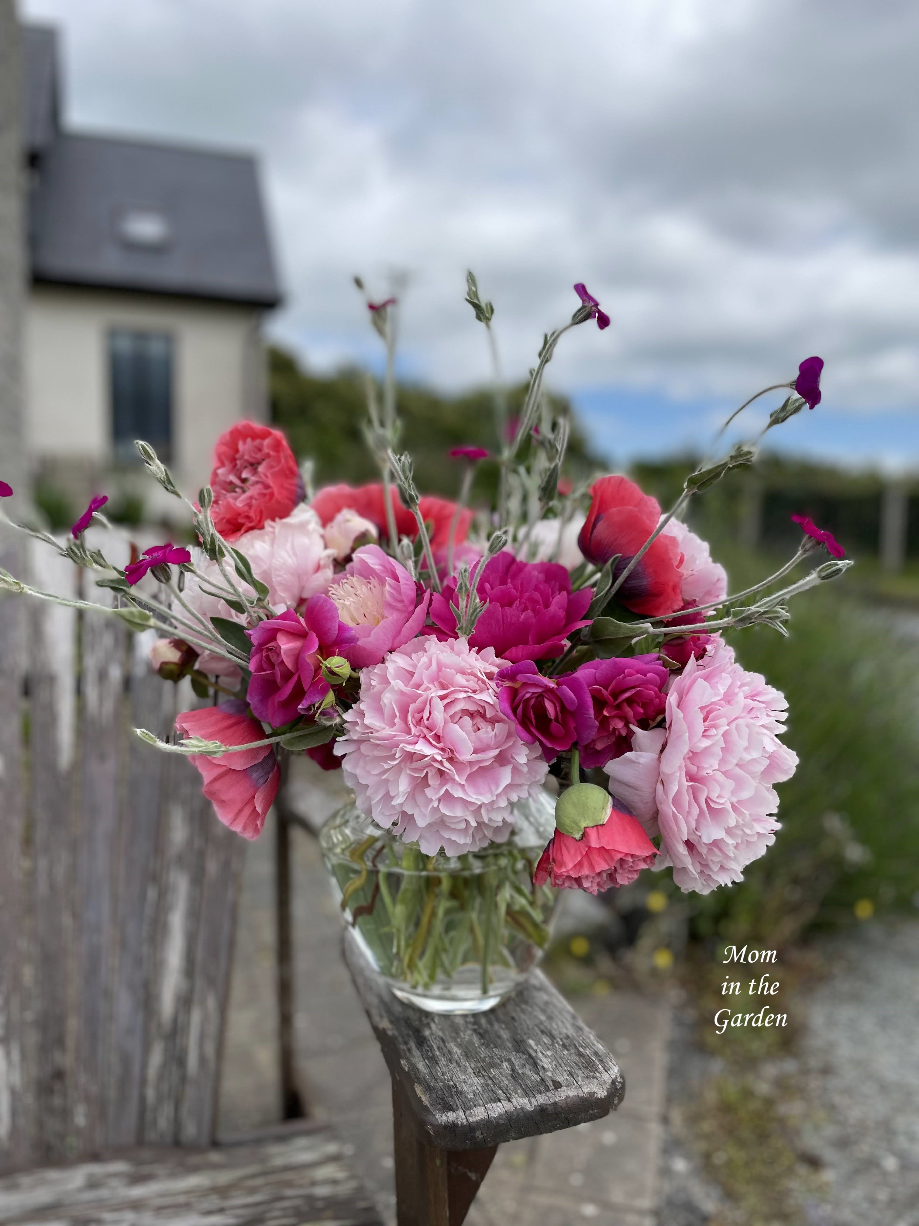 Princess Anne roses | Mom in the Garden