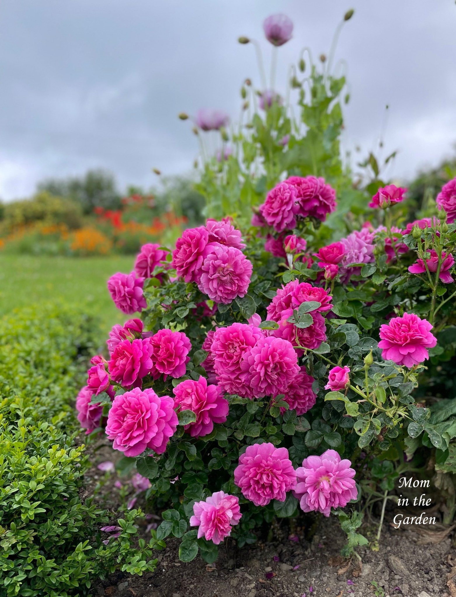 David Austin Roses | Mom in the Garden