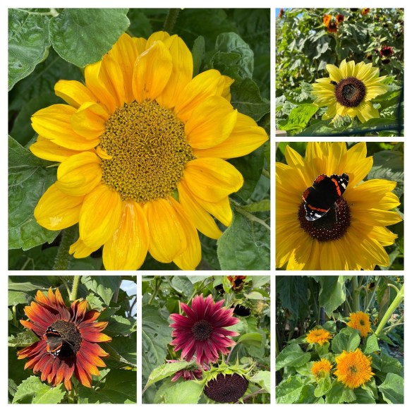Summer flower seed success | Mom in the Garden