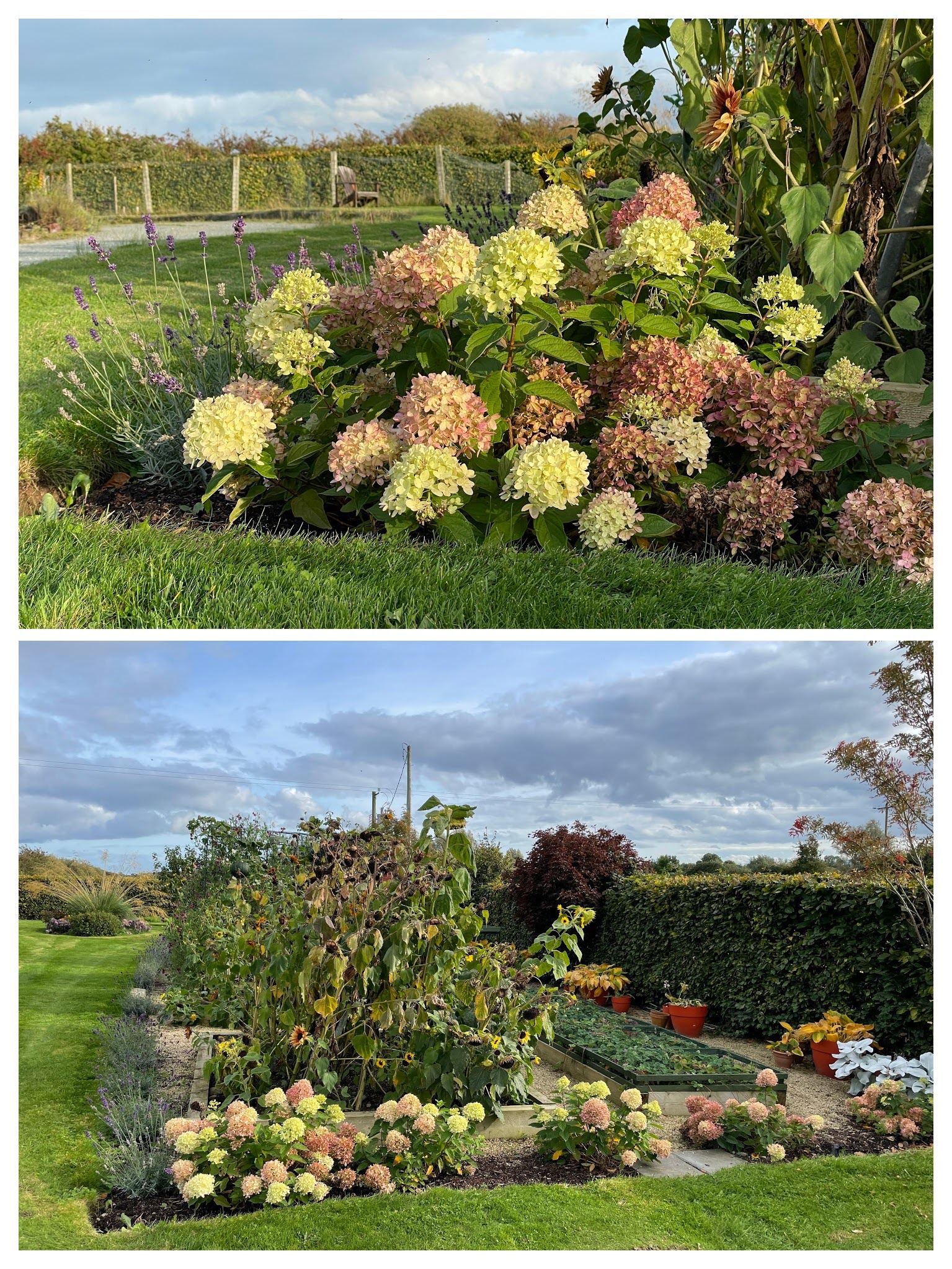 Finding beauty in the every day | Mom in the Garden